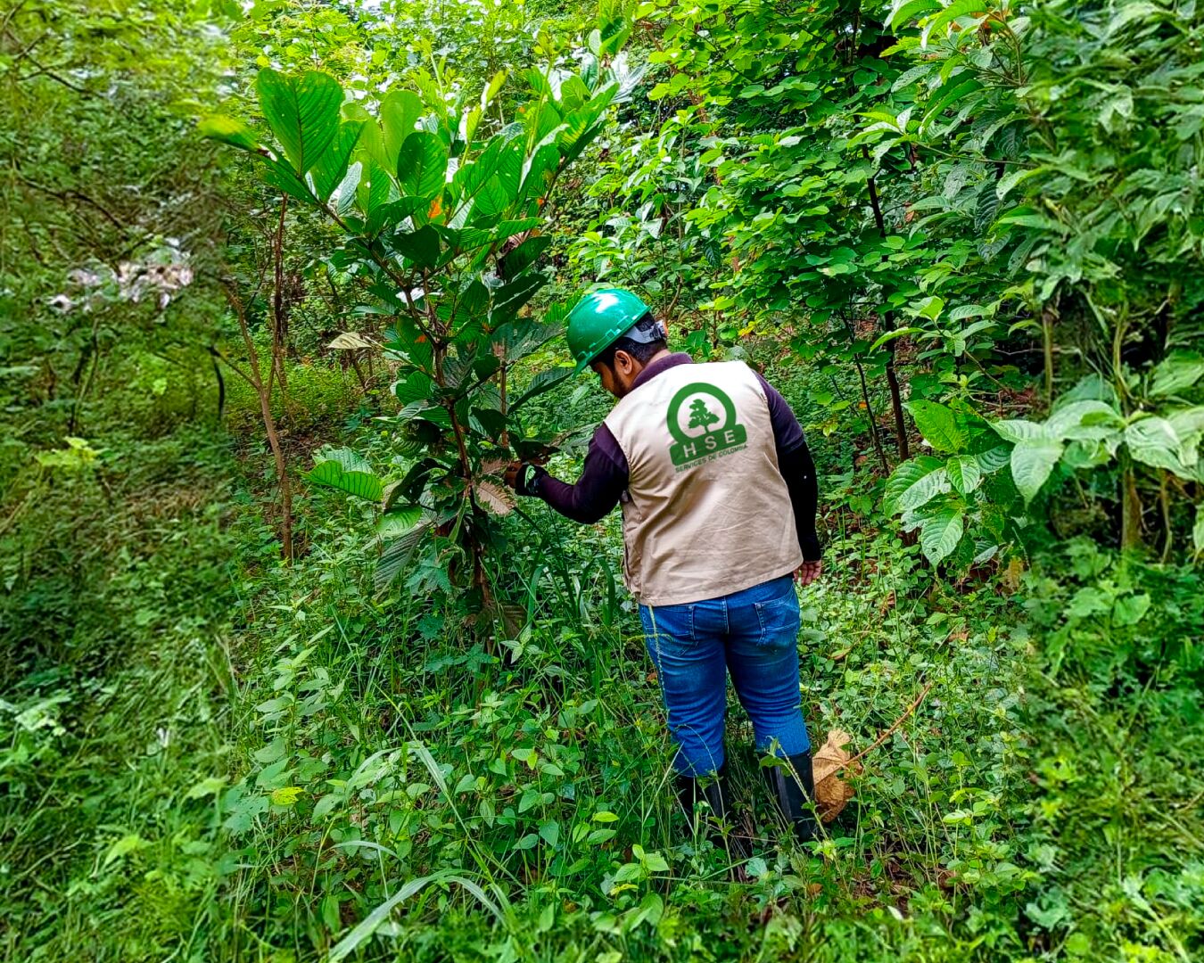 Servicios Ambientales, Forestales, Energías Renovables y SST